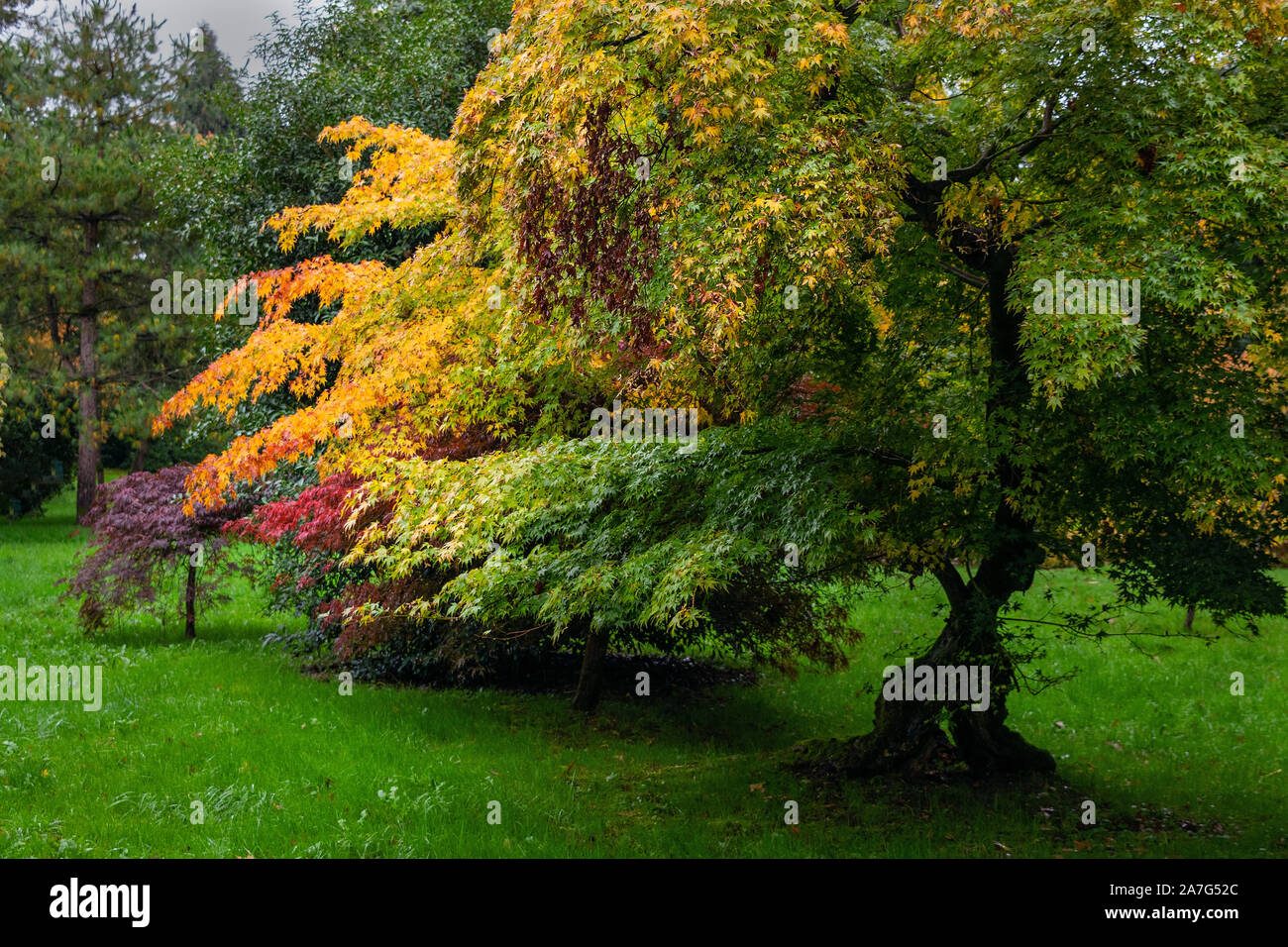 Autumn scene showing all the beautiful colors as they turn red and ...