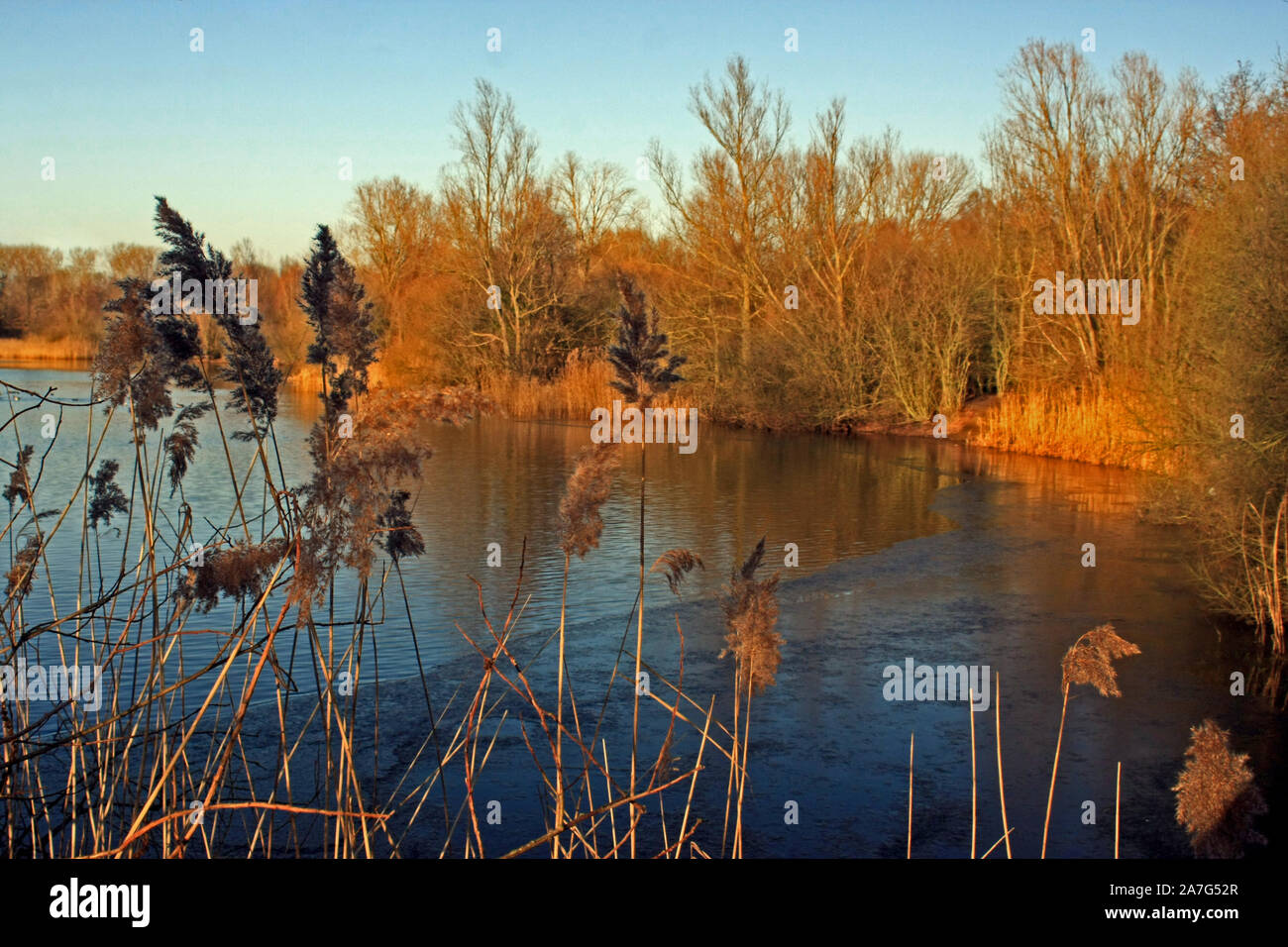 Weedy Lake, Paxton Pits Reserve, Sunset Stock Photo - Alamy