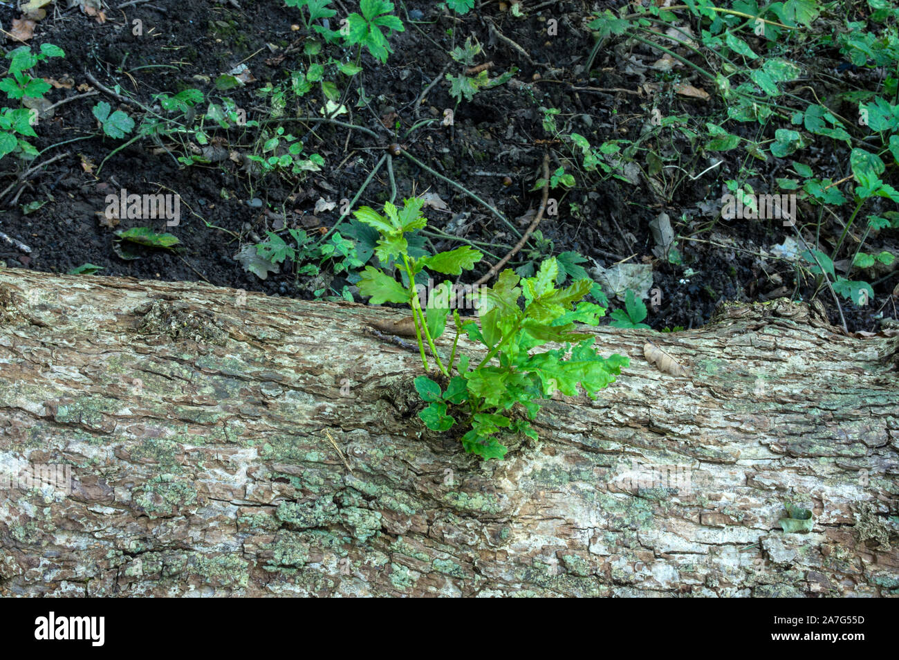 A cut log from a fallen Oak tree sprouting new growth despite having no ...
