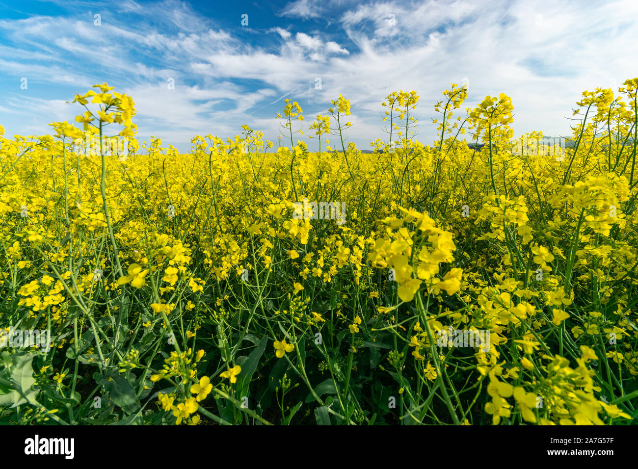 Bumper crop hi-res stock photography and images - Alamy
