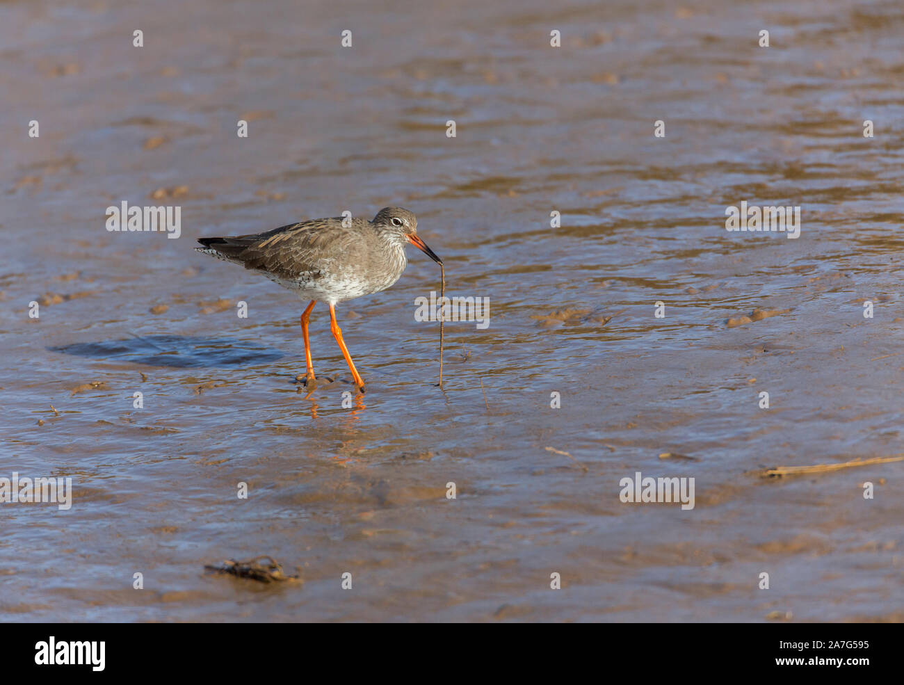 Ragworm hi-res stock photography and images - Alamy
