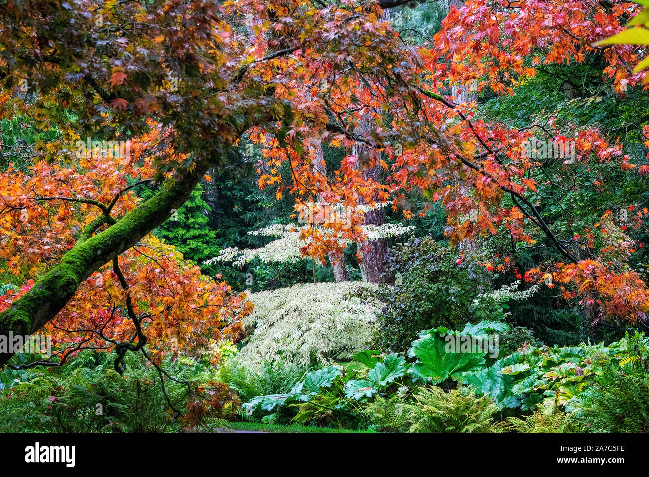 Autumn scene showing all the beautiful; colours as they turn red and ...