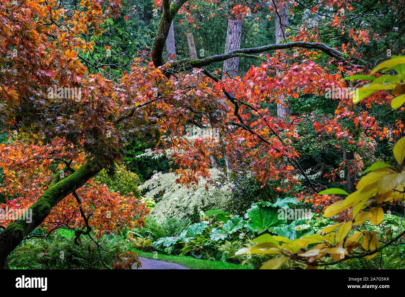 Autumn scene showing all the beautiful; colours as they turn red and ...