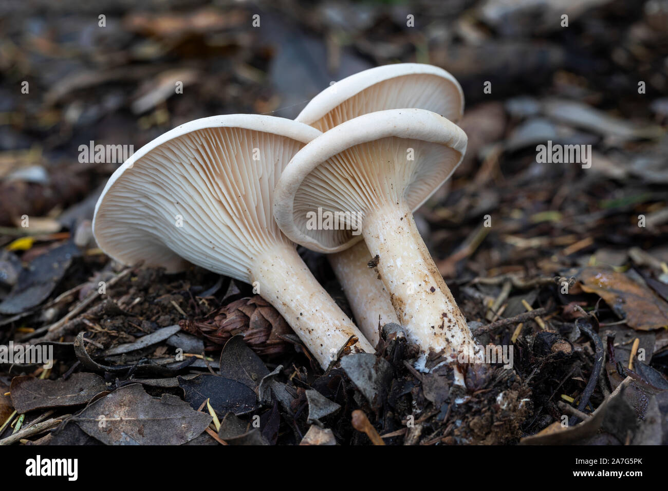 November woodland fungi uk hi-res stock photography and images - Alamy
