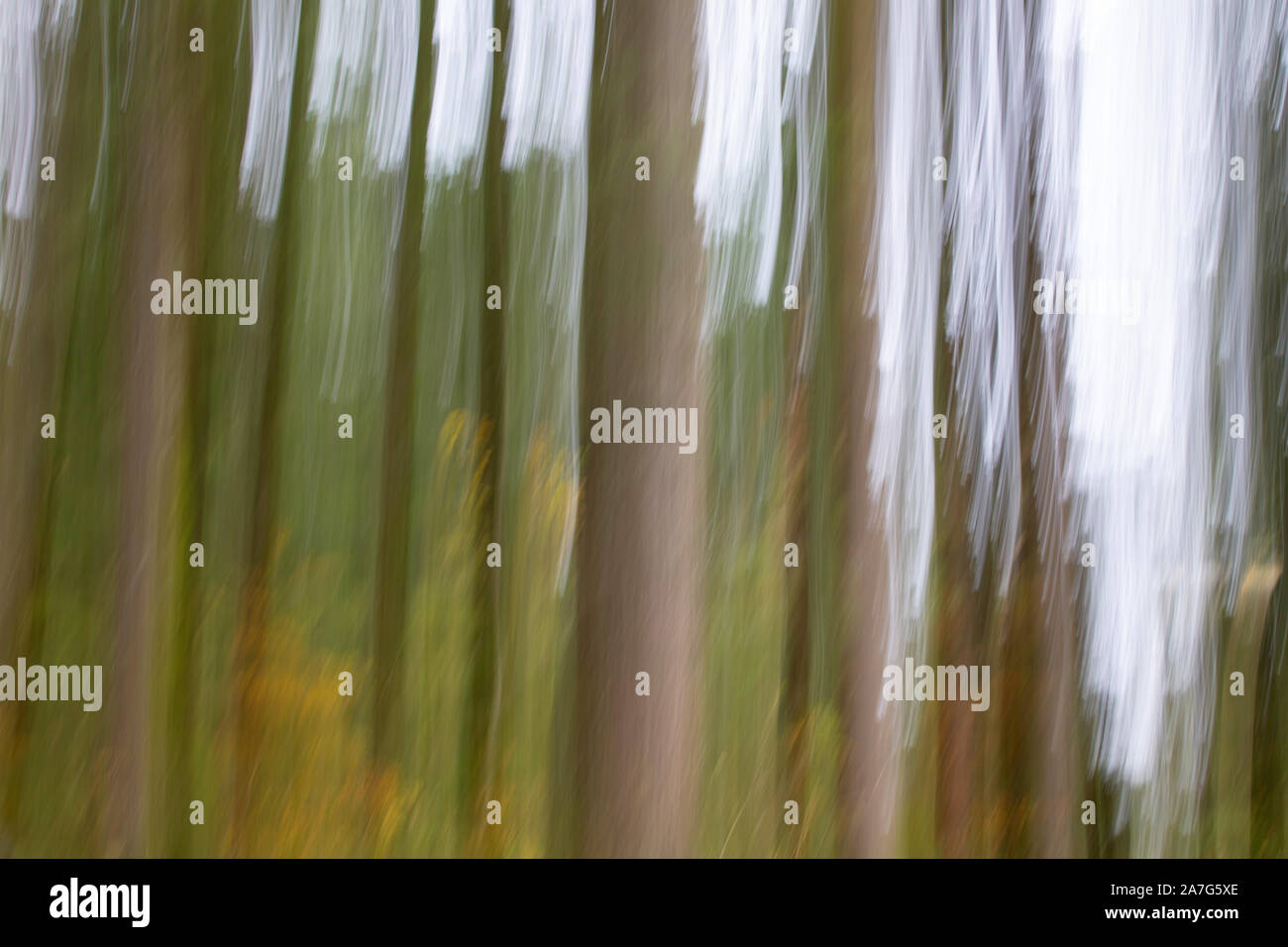 artsy trees in Autumn in the beautiful mountains of Valtellina, Val ...