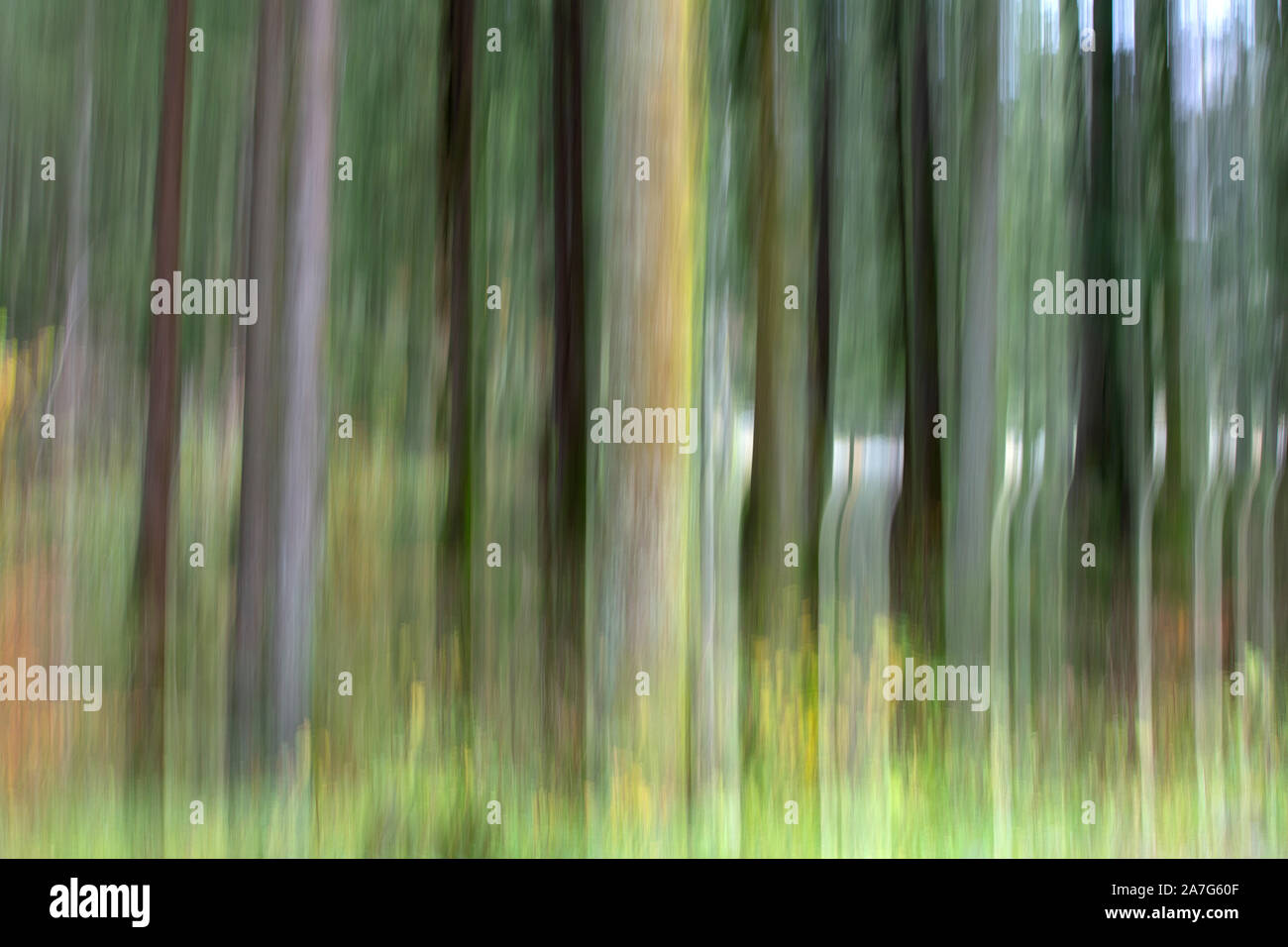 artsy trees in Autumn in the beautiful mountains of Valtellina, Val ...