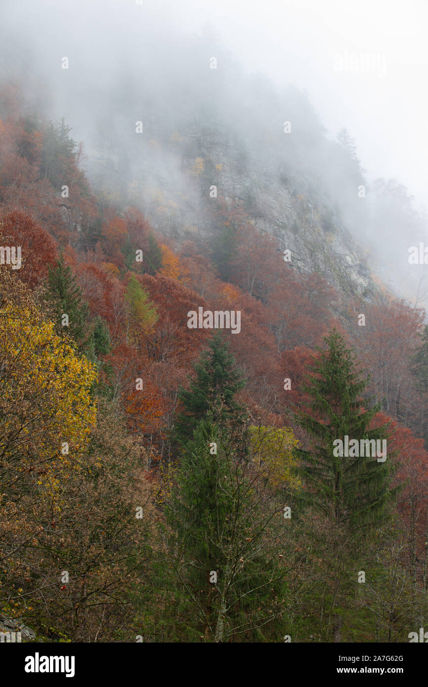 misty trees in Autumn in the beautiful mountains of Valtellina, Val ...
