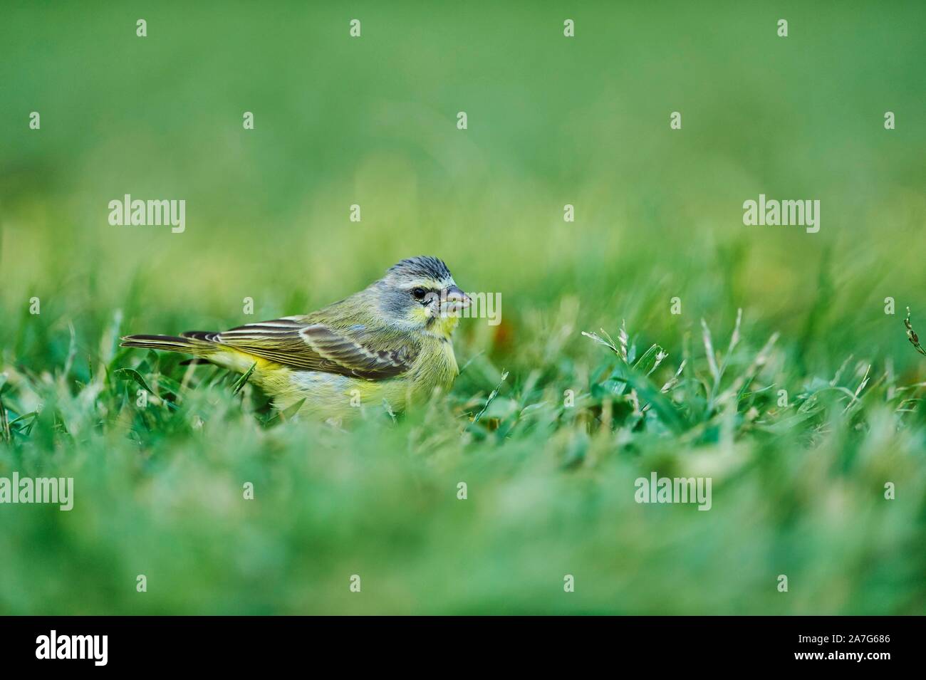 Yellow fronted canary serinus mozambicus hi-res stock photography and ...