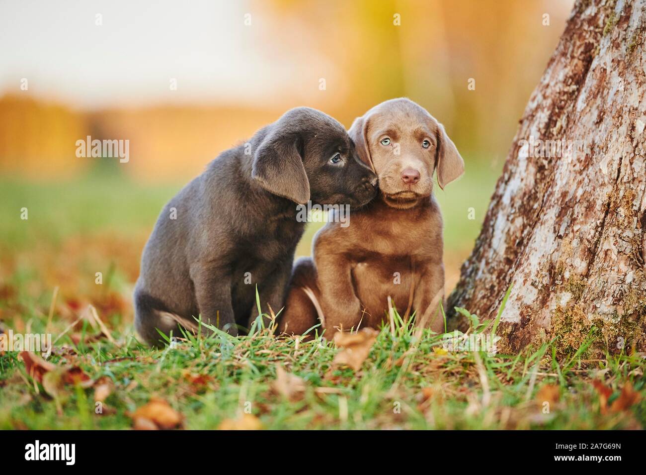 Labrador Retriever, two puppies on a meadow, Germany Stock Photo - Alamy