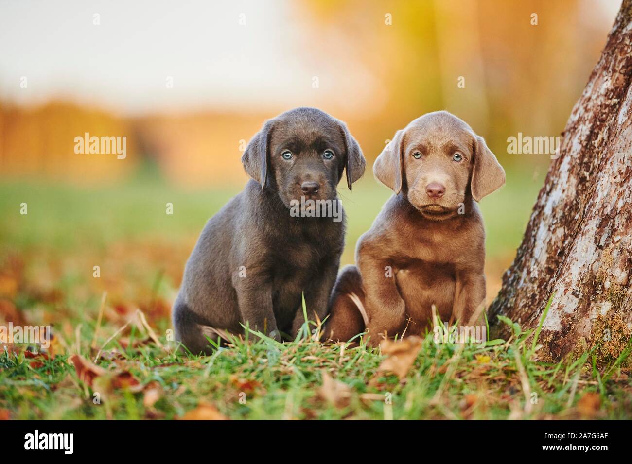Labrador Retriever, two puppies on a meadow, Germany Stock Photo - Alamy