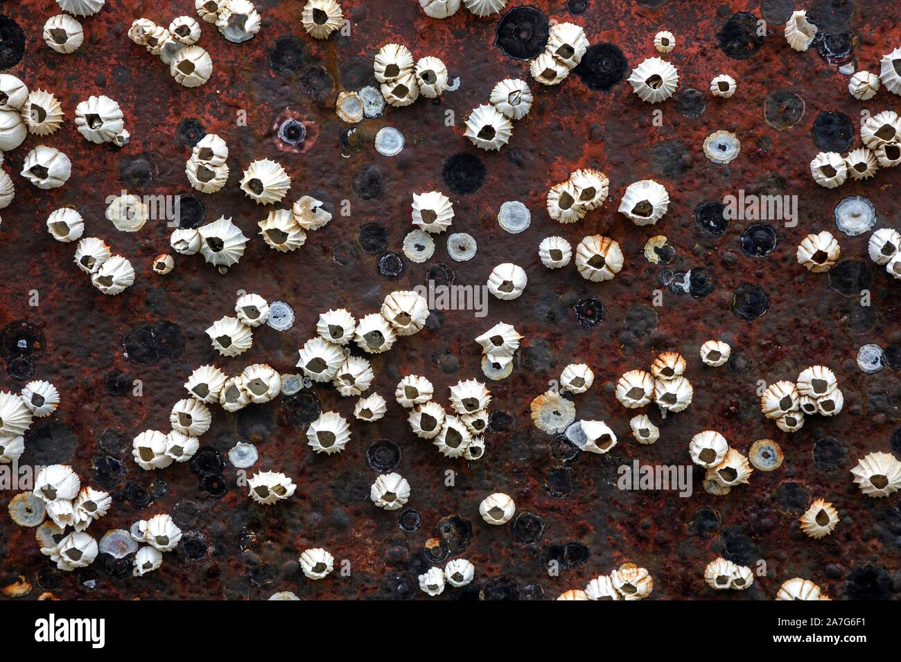 Dead Barnacles (Balanidae) on a rusty hull, Iceland Stock Photo - Alamy
