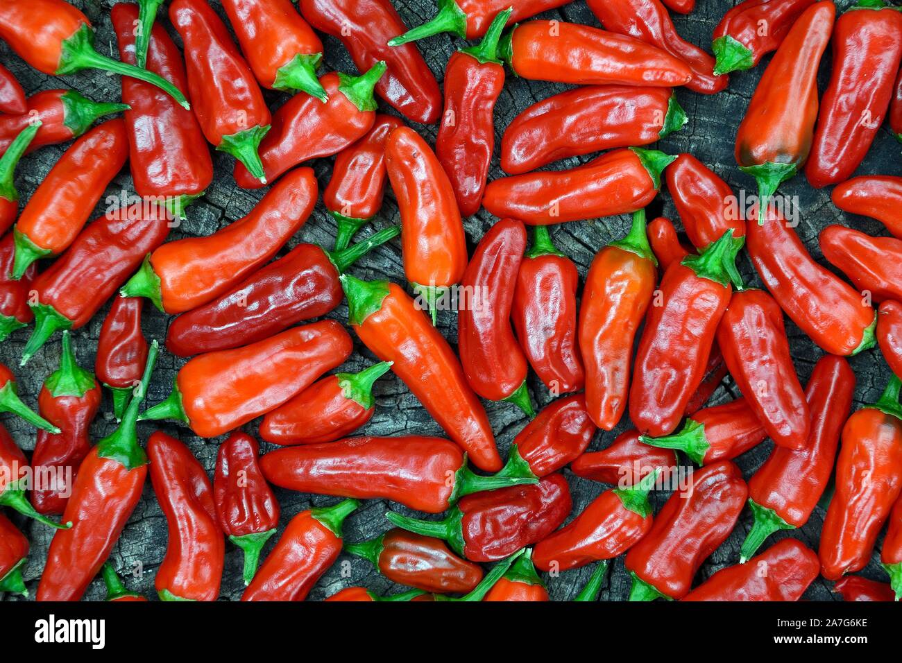 Chilli drying hi-res stock photography and images - Alamy