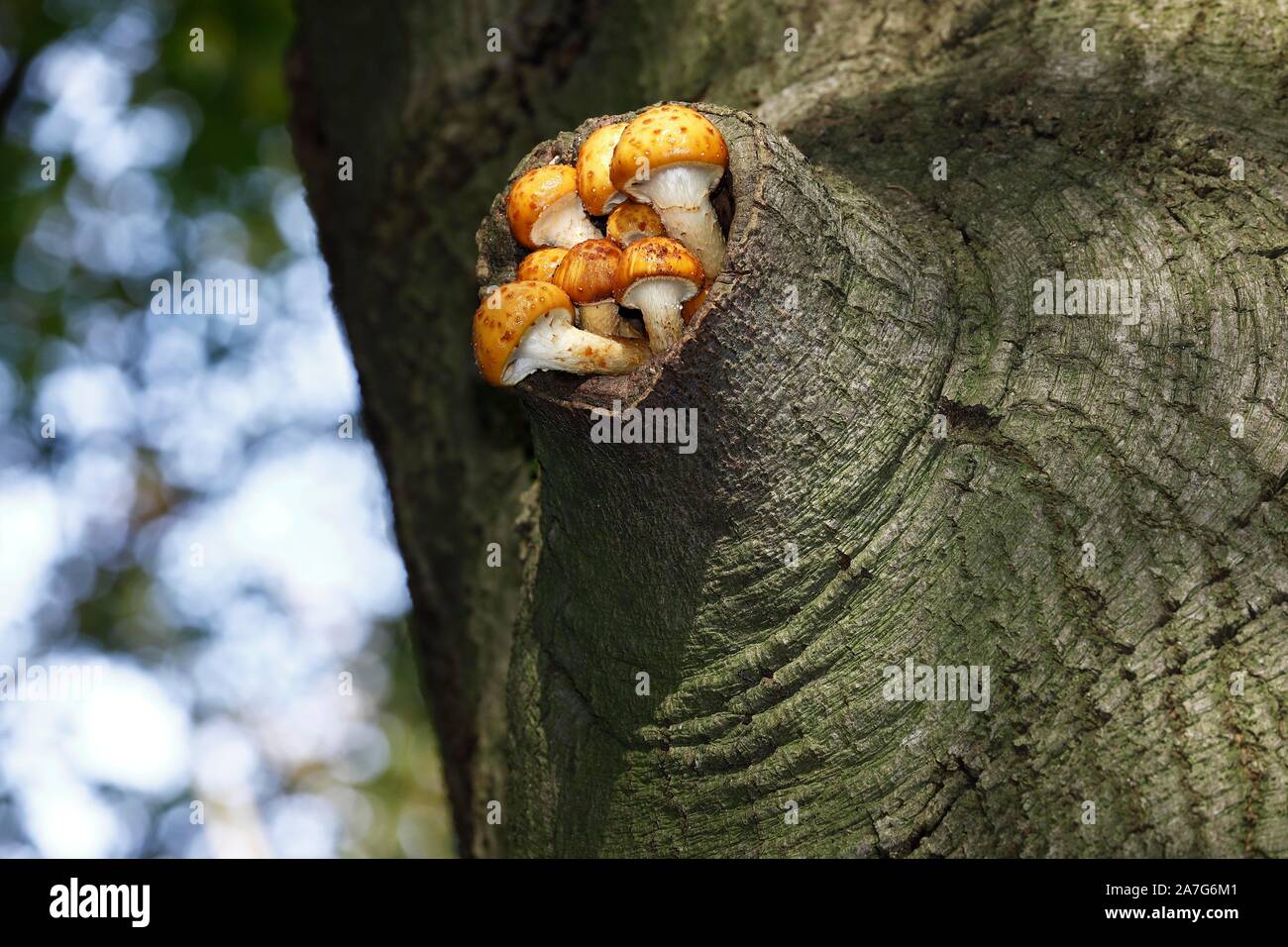 Knothole tree hi-res stock photography and images - Alamy