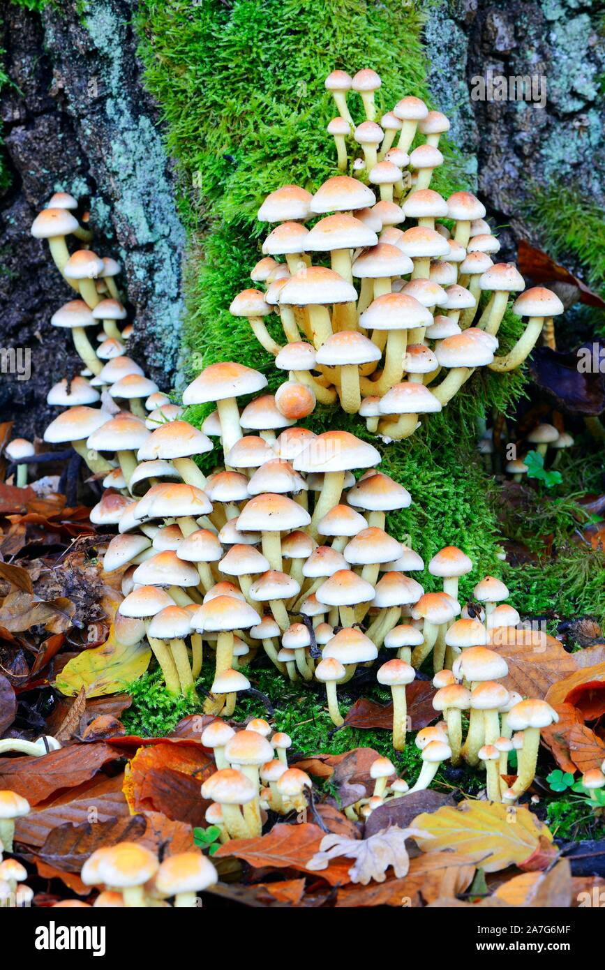 Conifer tuft (Hypholoma capnoides) to tree trunk, Barnim Nature Park ...