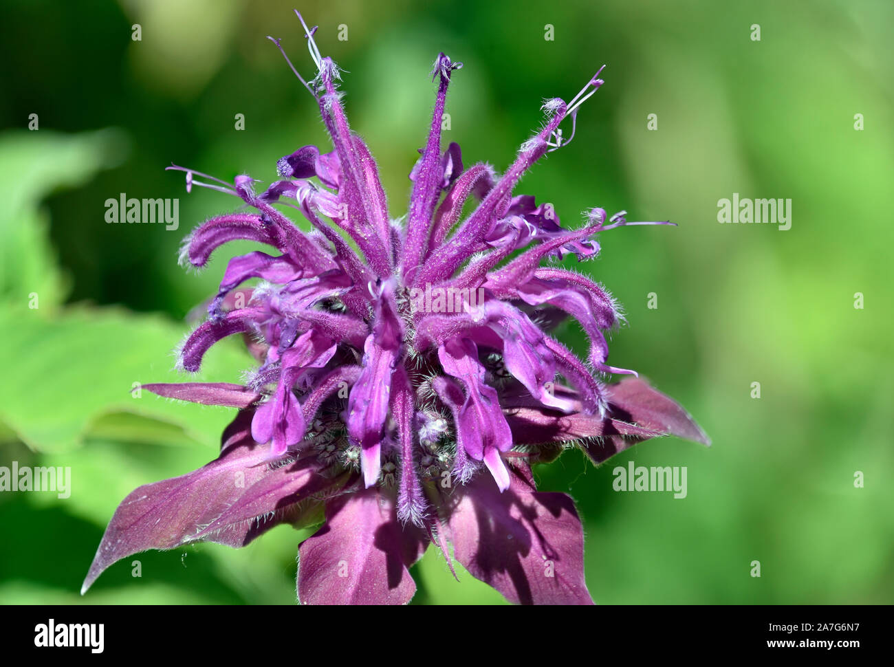 Monarda butterfly hi-res stock photography and images - Alamy