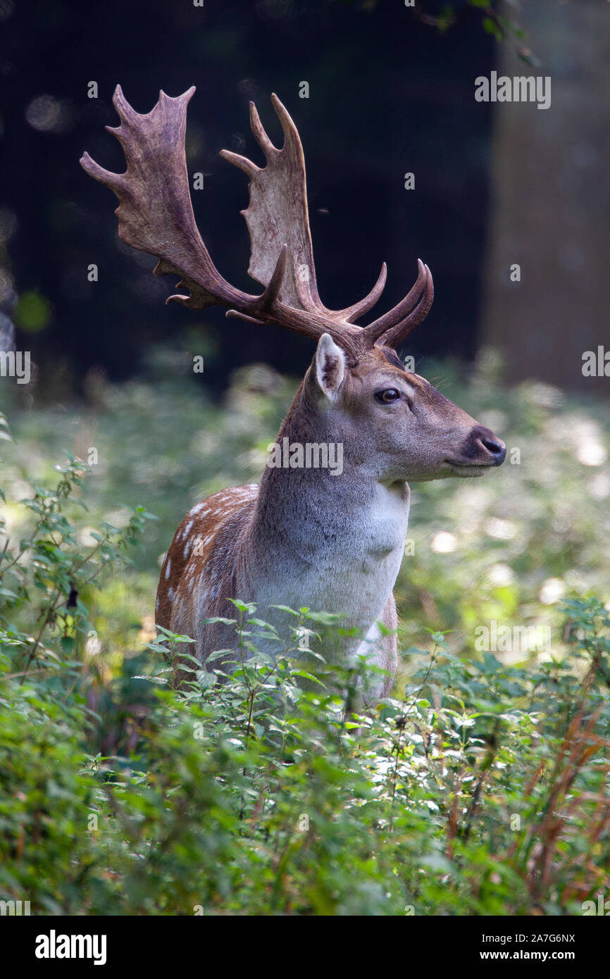 Deer winter uk new forest hi-res stock photography and images - Alamy