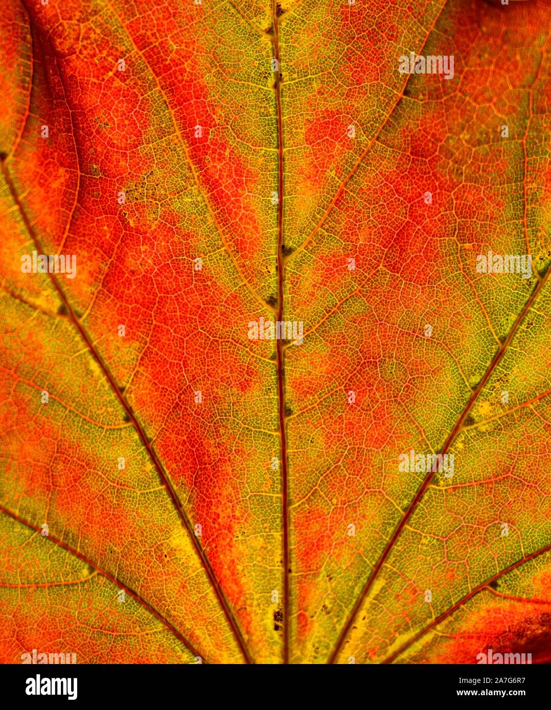 Close up maple leaf hi-res stock photography and images - Alamy