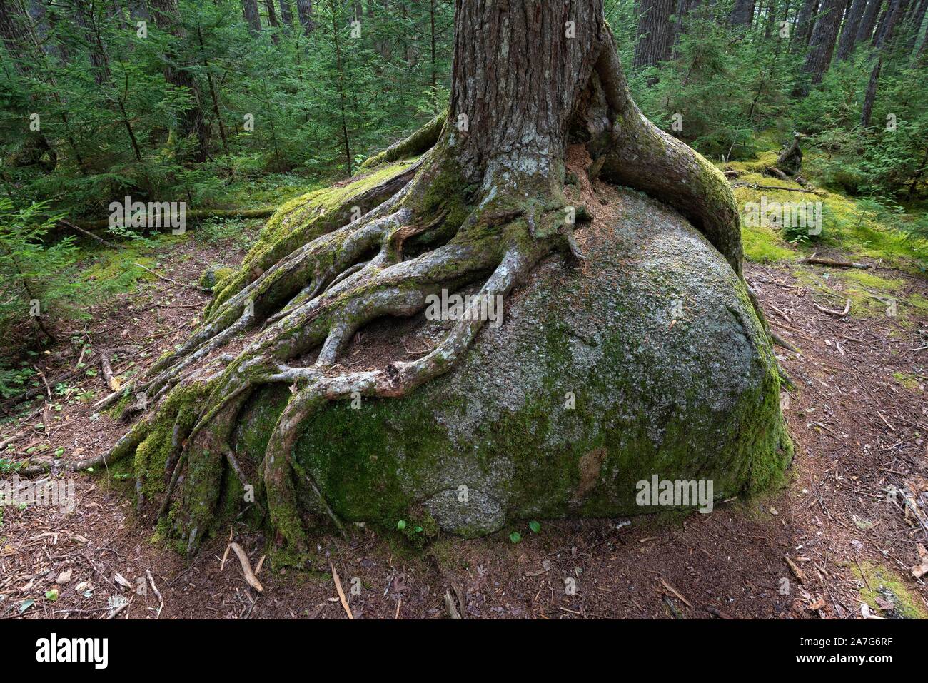 Tree roots cling to a boulder, Kejimkujik National Park, Nova Scotia ...