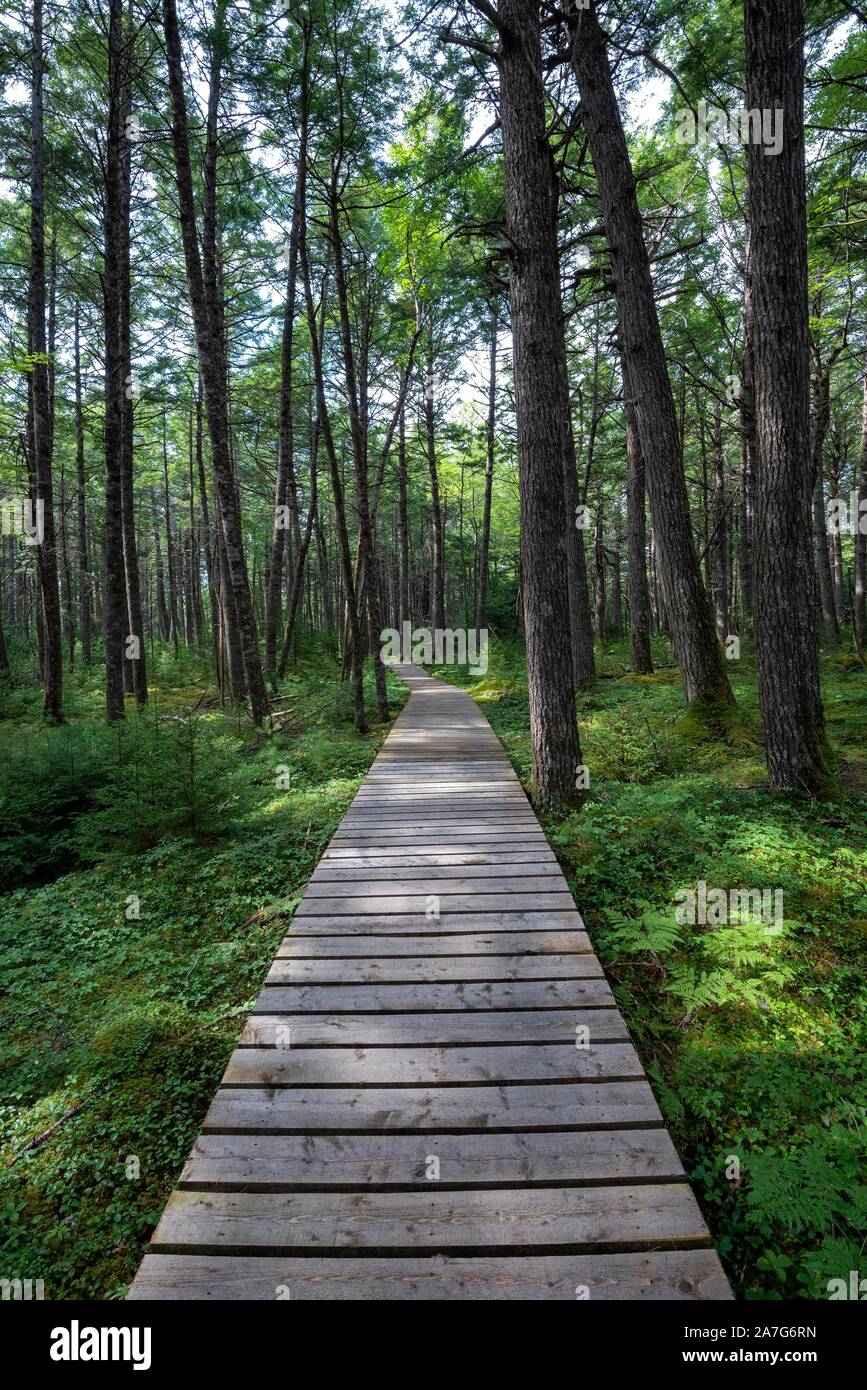 Wooden walkway through light coniferous forest in Kejimkujik National ...
