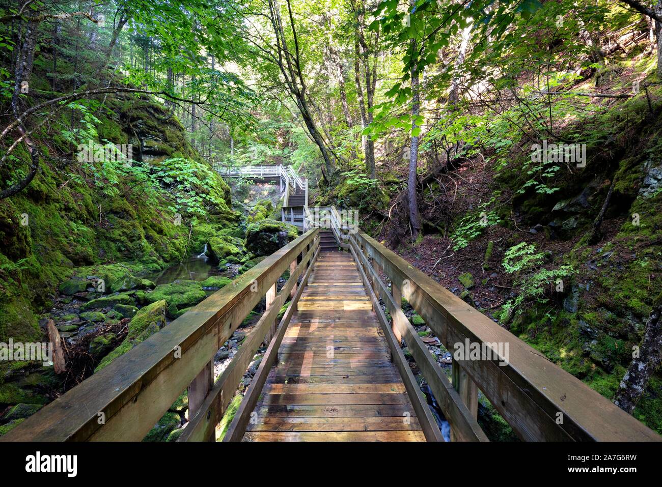 Hiking trail, wooden footbridge leads through a gorge, Fundy National ...
