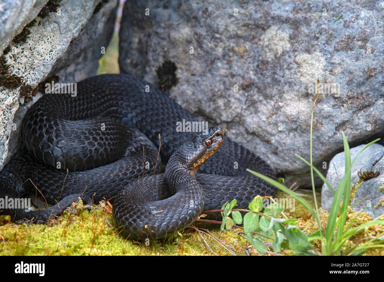 Common European viper (Vipera berus), black morphe, in defensive ...