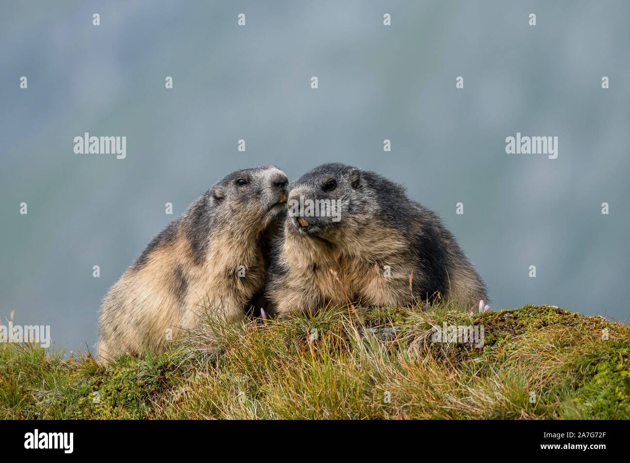 Alpine Marmots (Marmota marmota), greet each other, Grossglockner, Hohe Tauern National Park ...