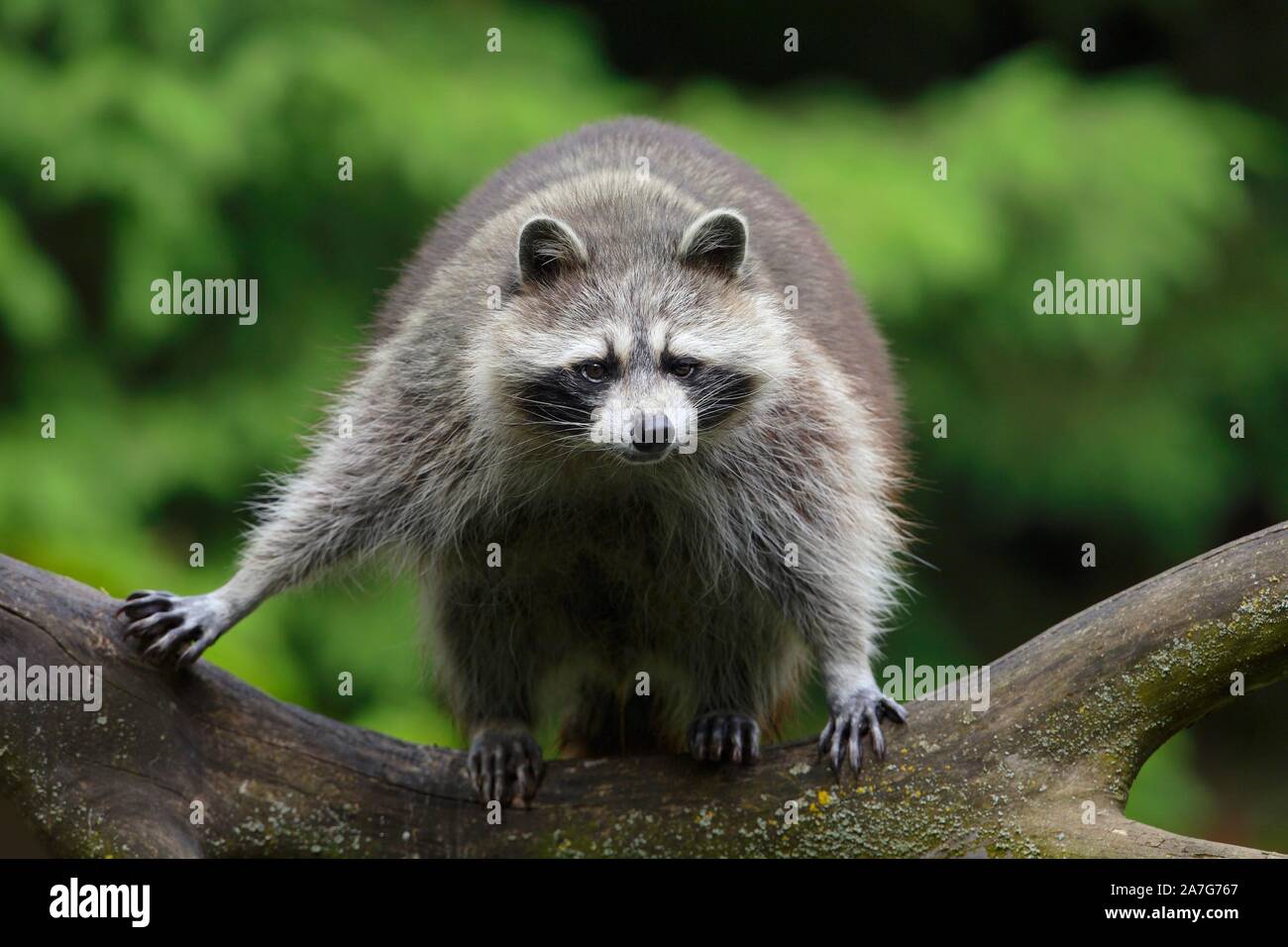 Raccoon in tree hi-res stock photography and images - Alamy