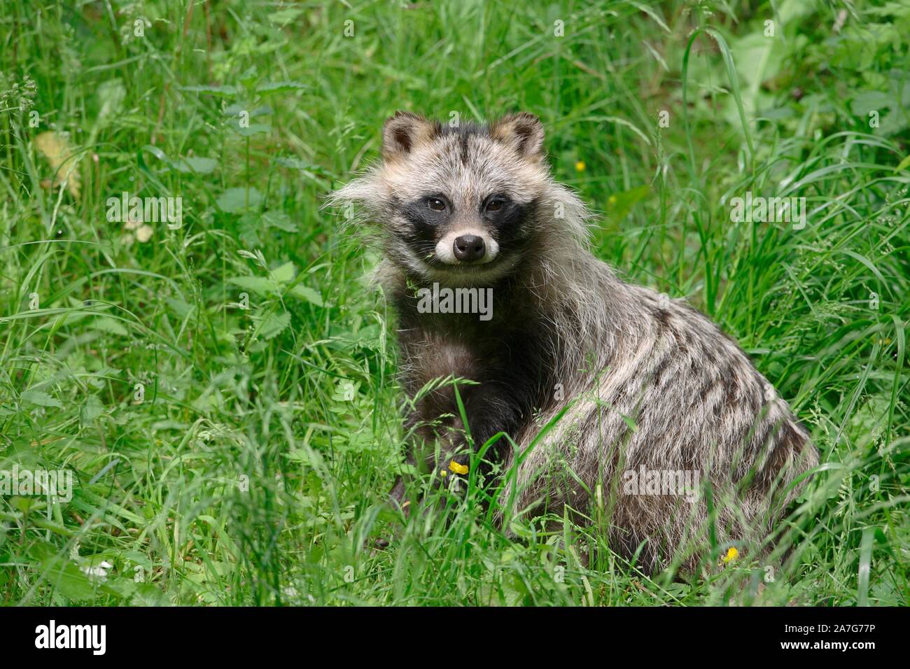 Raccoon dog nyctereutes procyonoides in grass hi-res stock photography ...