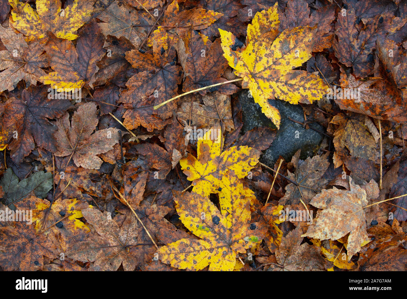wet leaves in autumn in the beautiful mountains of Valtellina, Val di ...