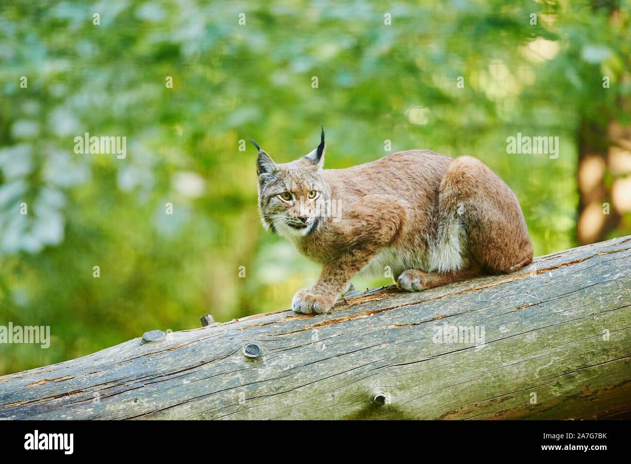 Eurasian lynx on a tree hi-res stock photography and images - Alamy