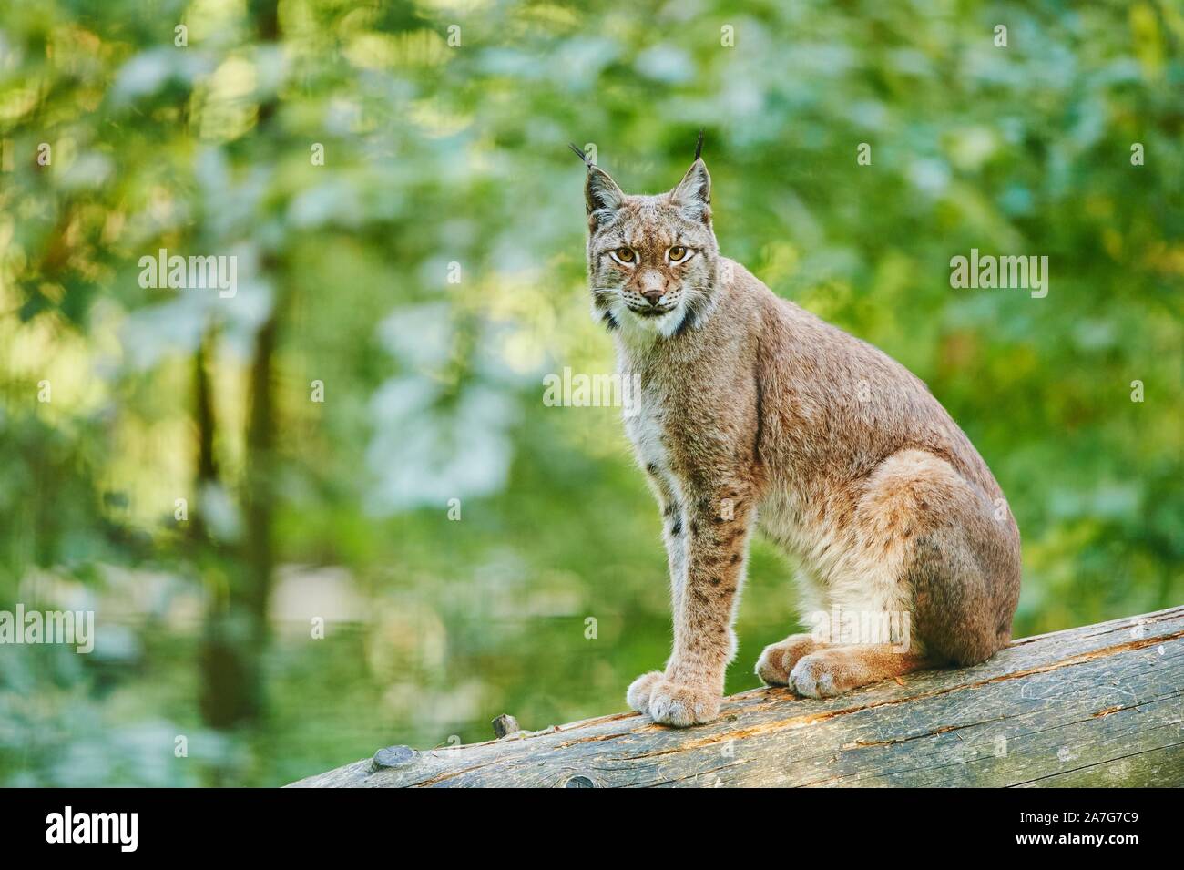 Eurasian lynx (Lynx lynx), sitting on a fallen tree, captive, Bavaria ...