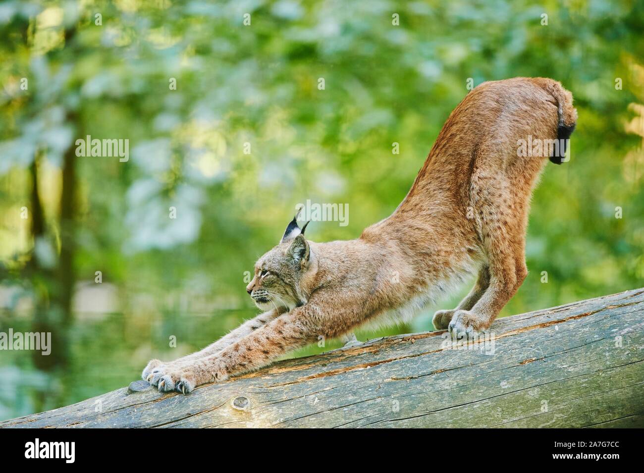 Eurasian lynx (Lynx lynx), streching on a fallen tree, captive, Bavaria ...