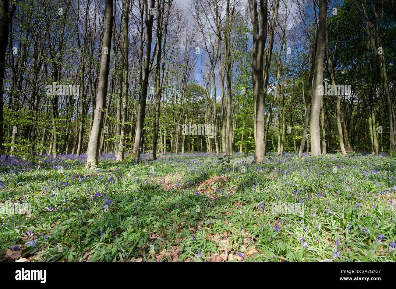 Heath land landscape hi-res stock photography and images - Alamy