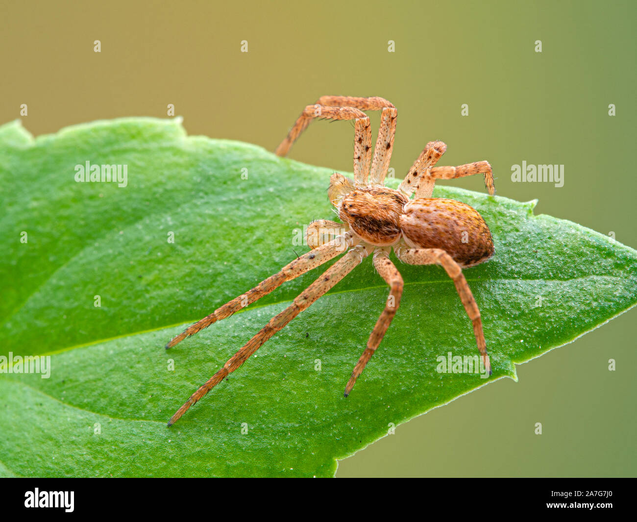 mature male crab spider, Philodromus species, climbing on a plant leaf ...