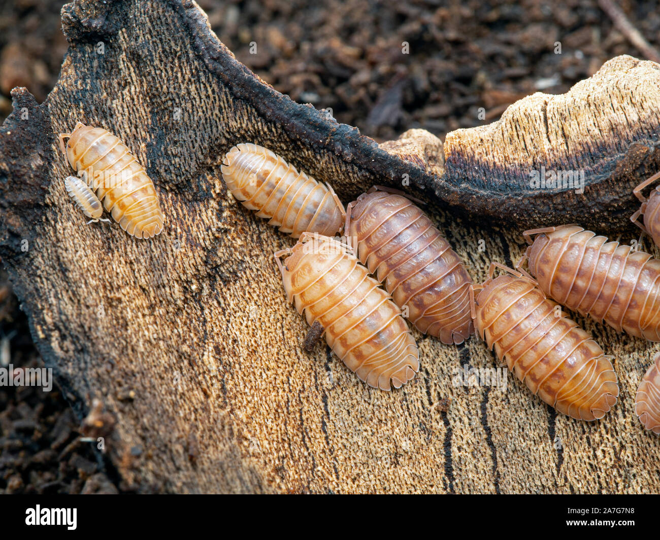Sow bugs hi-res stock photography and images - Alamy