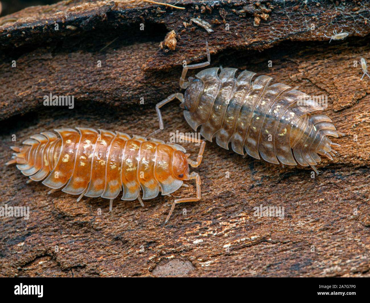 Two specimens of the skirted sowbug, Oniscus asellus, showing the rare ...