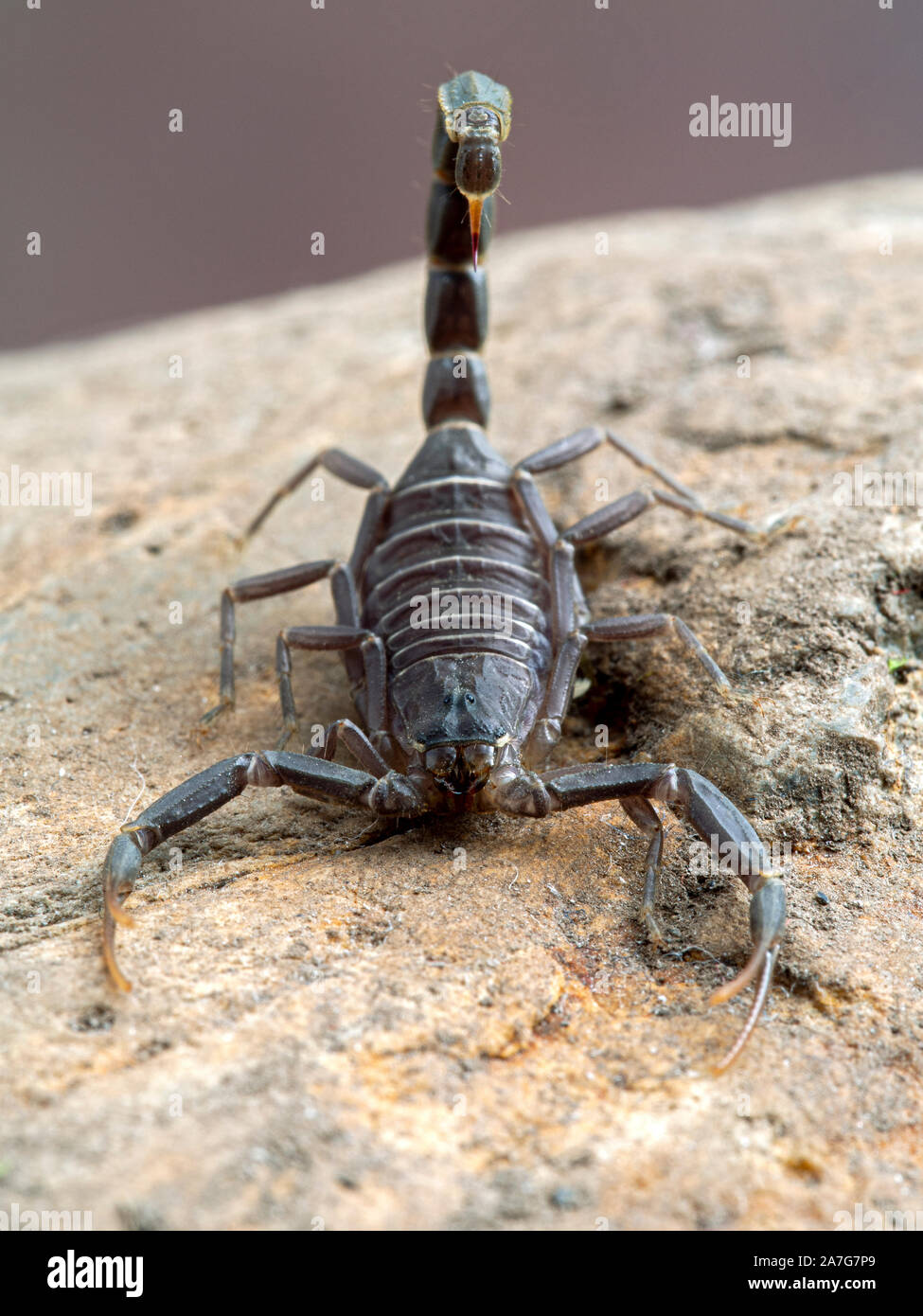 Androctonus crassicauda, from the font. This species range through the ...