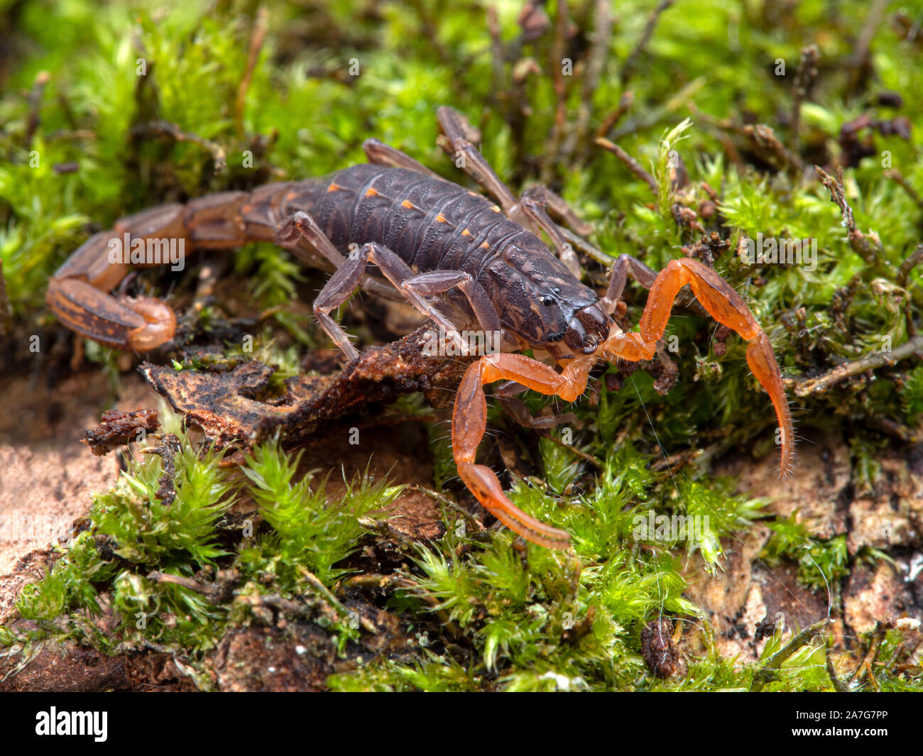 Juvenile Lychas tricarinatus scorpion, 3/4 view. These scorpions are ...
