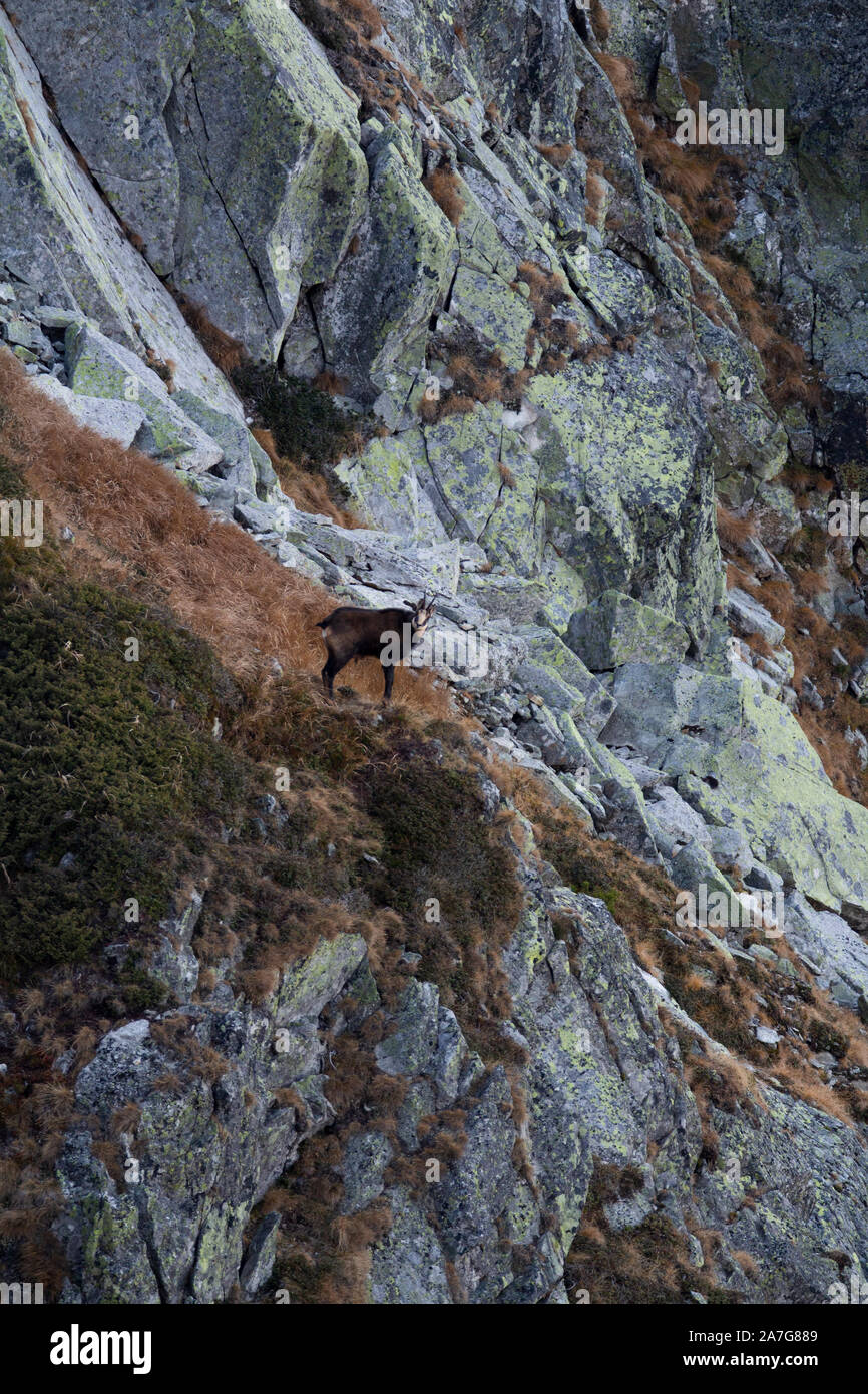 Beautiful alpine species hi-res stock photography and images - Alamy