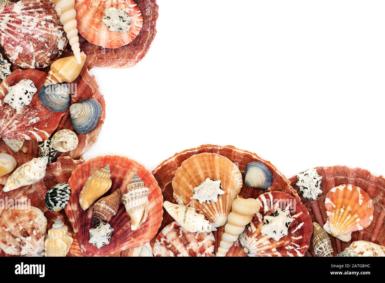 Seashell abstract with scallops and a variety of shells on white ...
