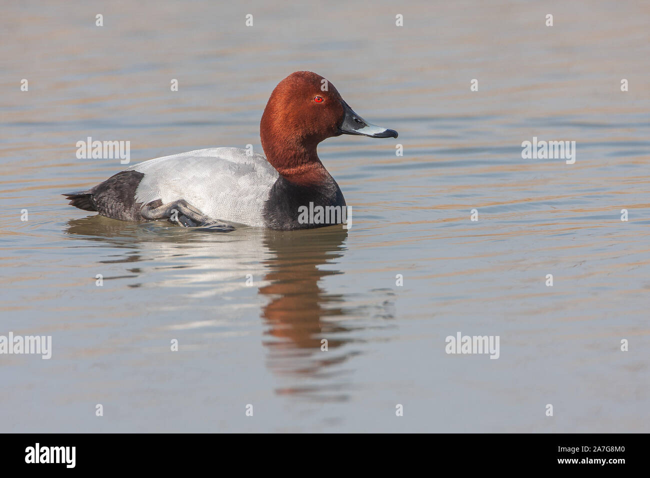 Uk pochard hi-res stock photography and images - Alamy