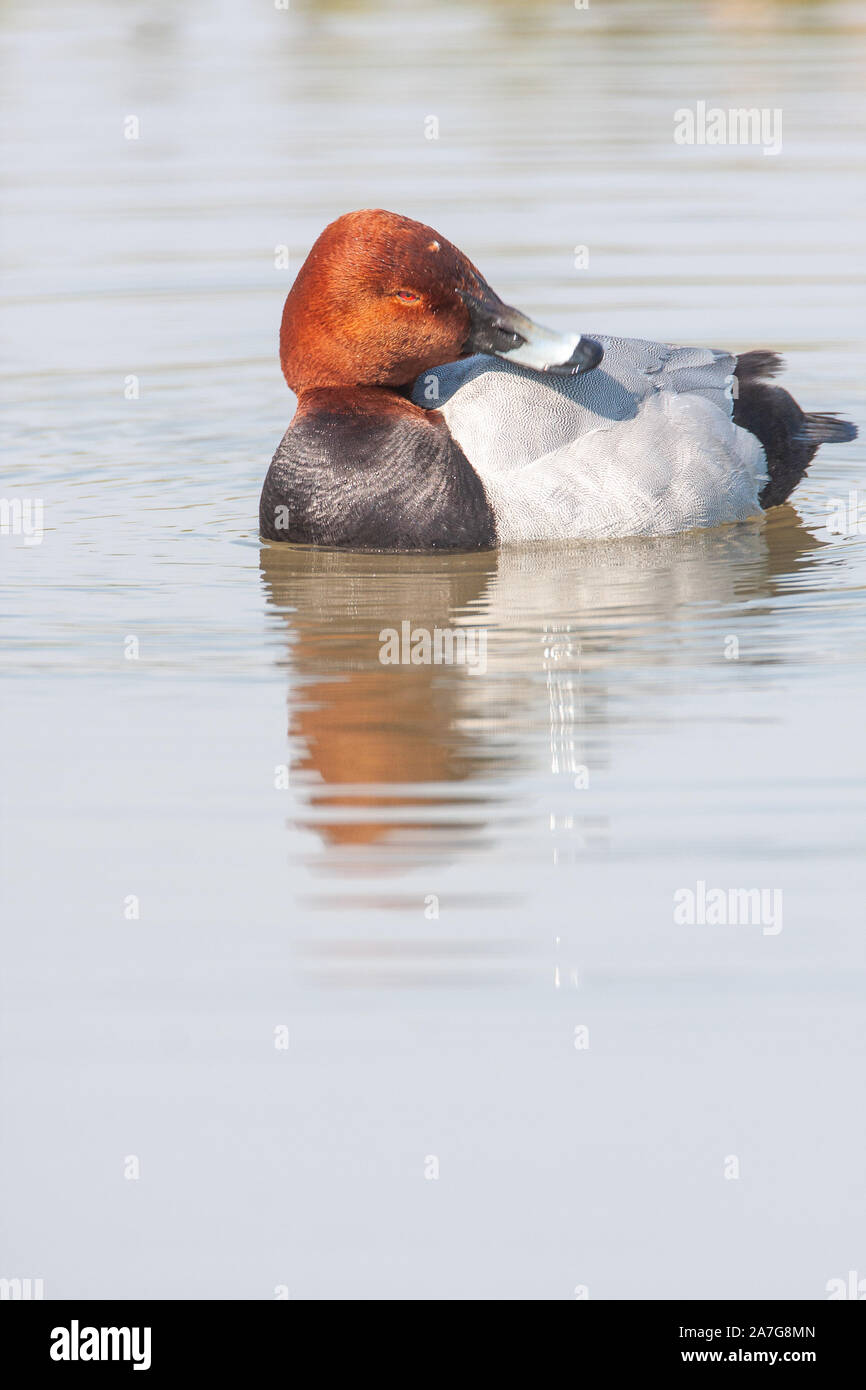 Diving duck hi-res stock photography and images - Alamy