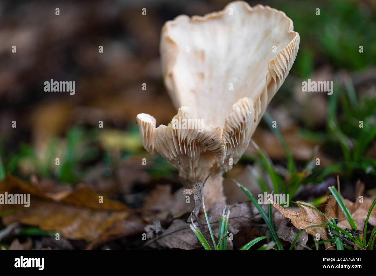 Close up of a damaged white wild mushroom in woodland during autumn ...