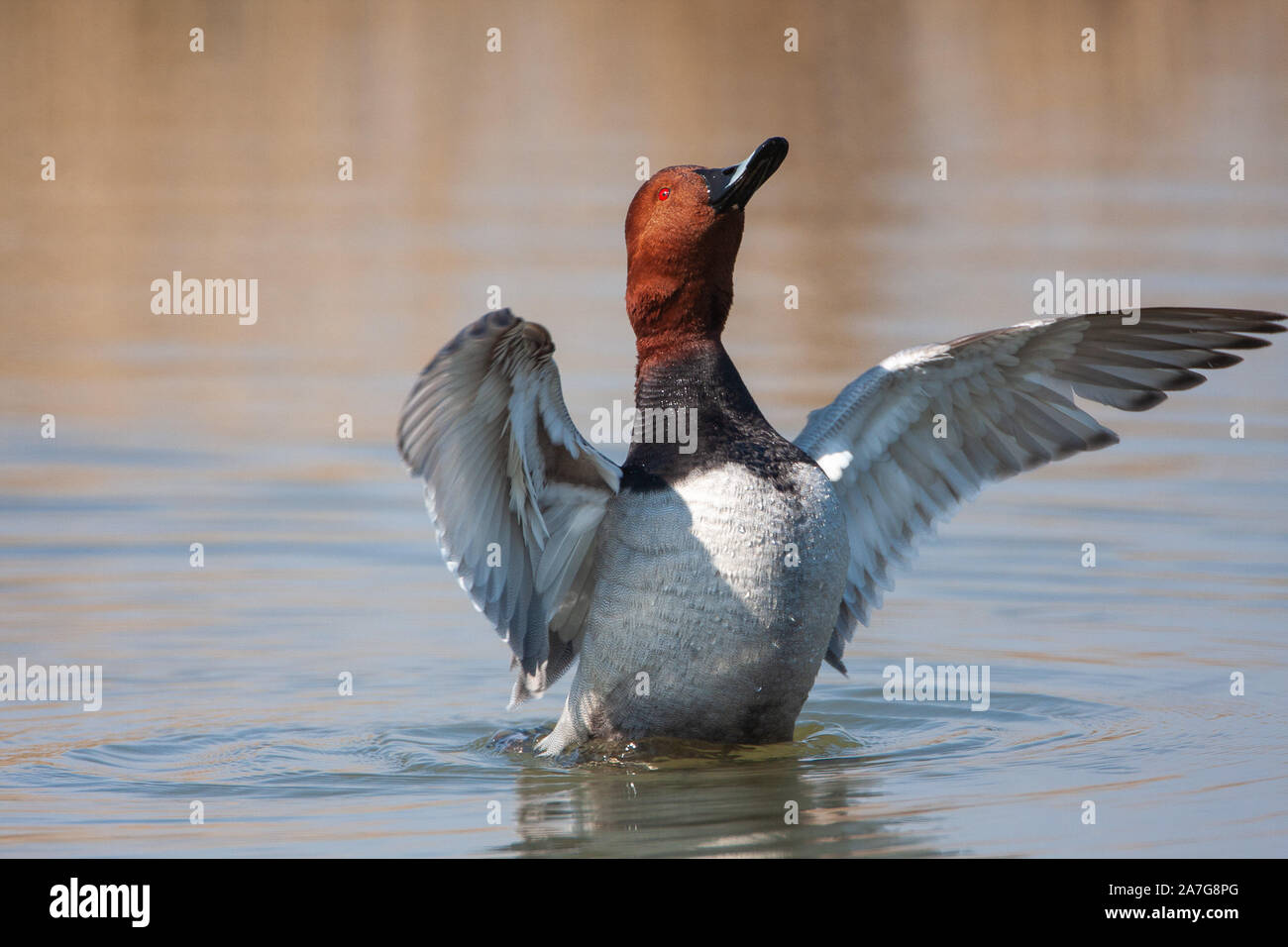 Common pochard, Aythya ferina, medium sized diving duck breeding in ...