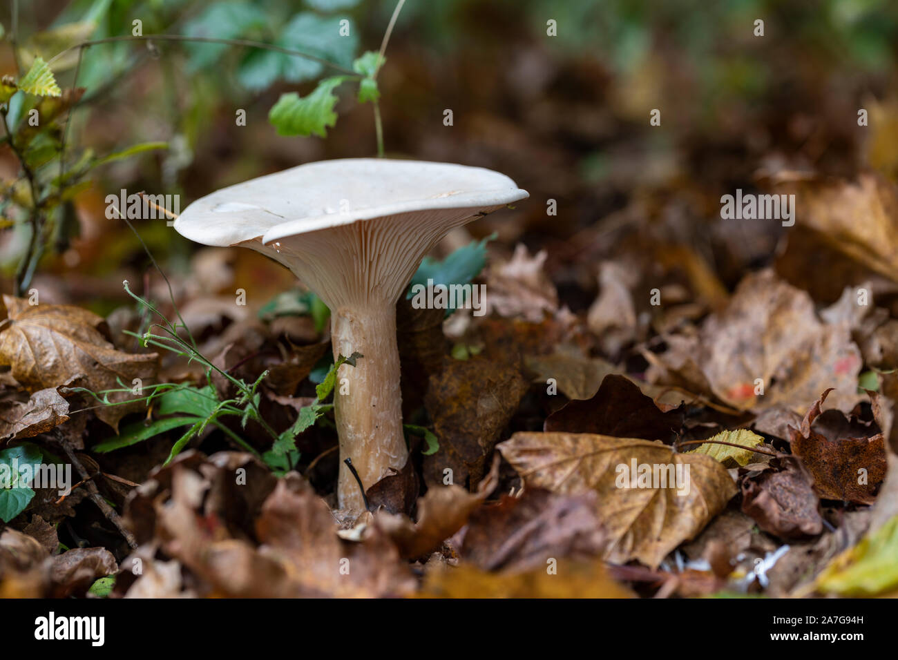 Close up a wild trooping funnel mushroom on the forest floor in Autumn ...