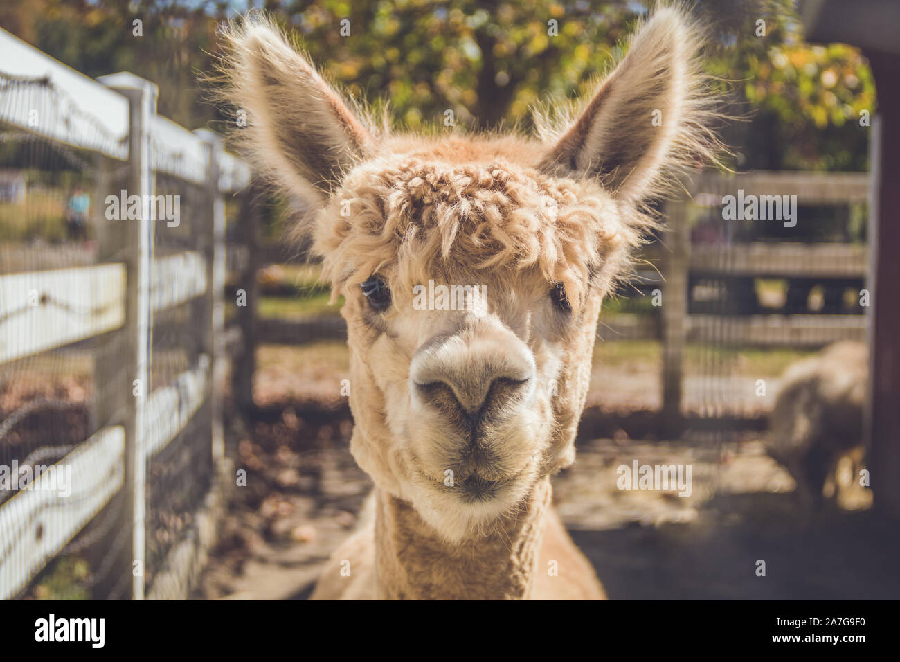 Light beige alpaca head shot in pen vintage setting Stock Photo - Alamy