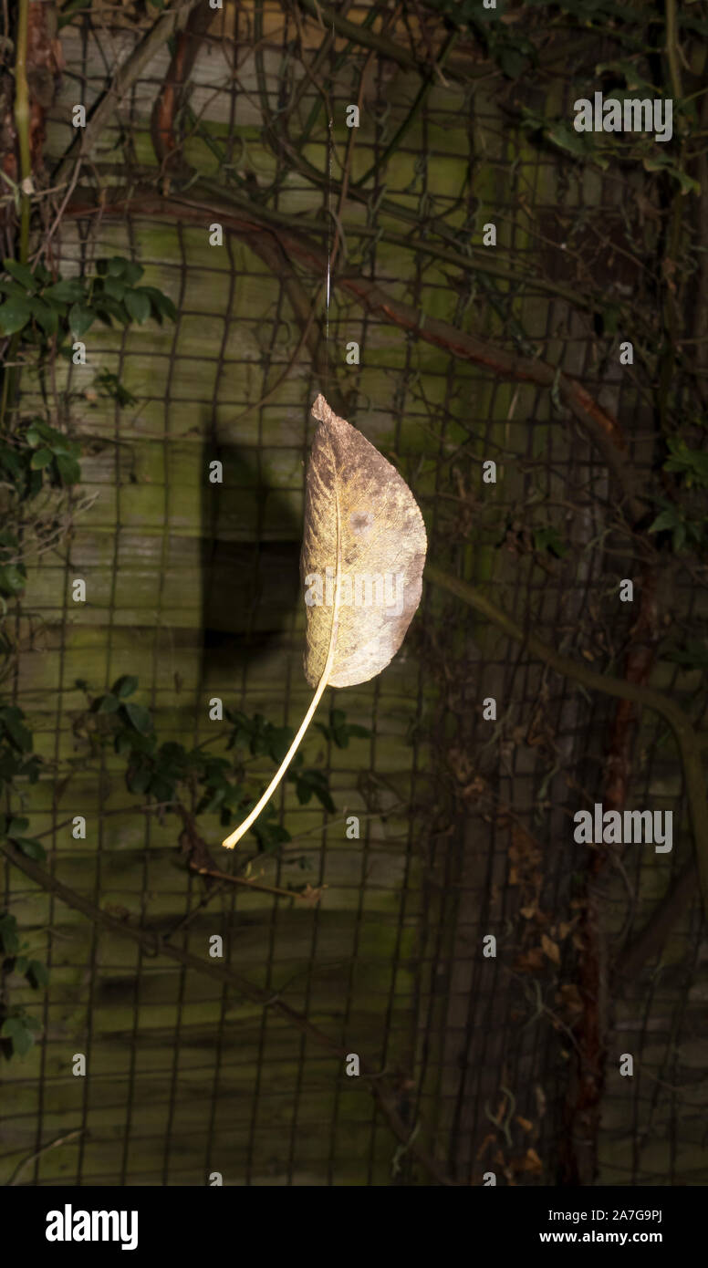 Hanging Spiders High Resolution Stock Photography and Images - Alamy