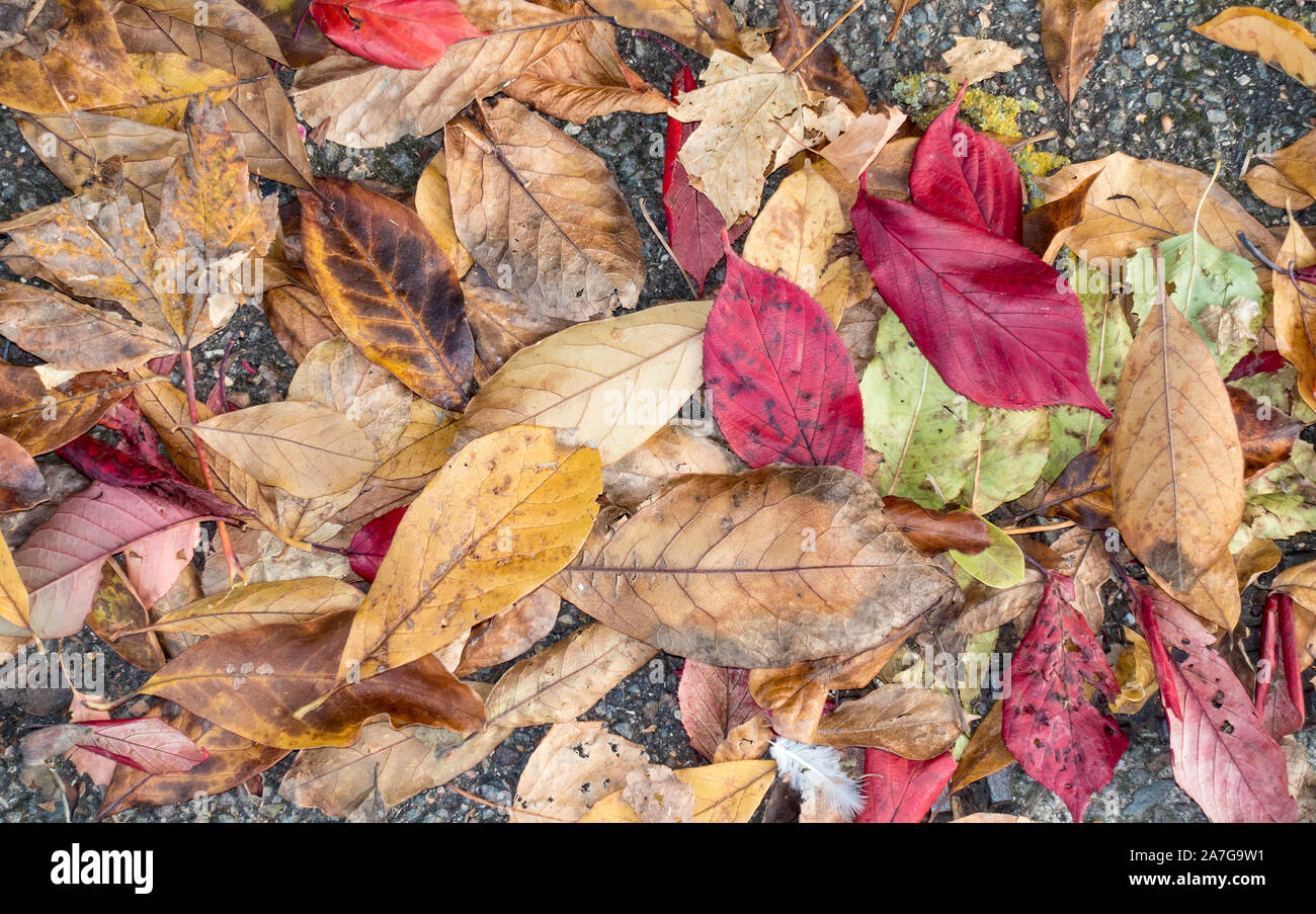 Mixed species hi-res stock photography and images - Alamy