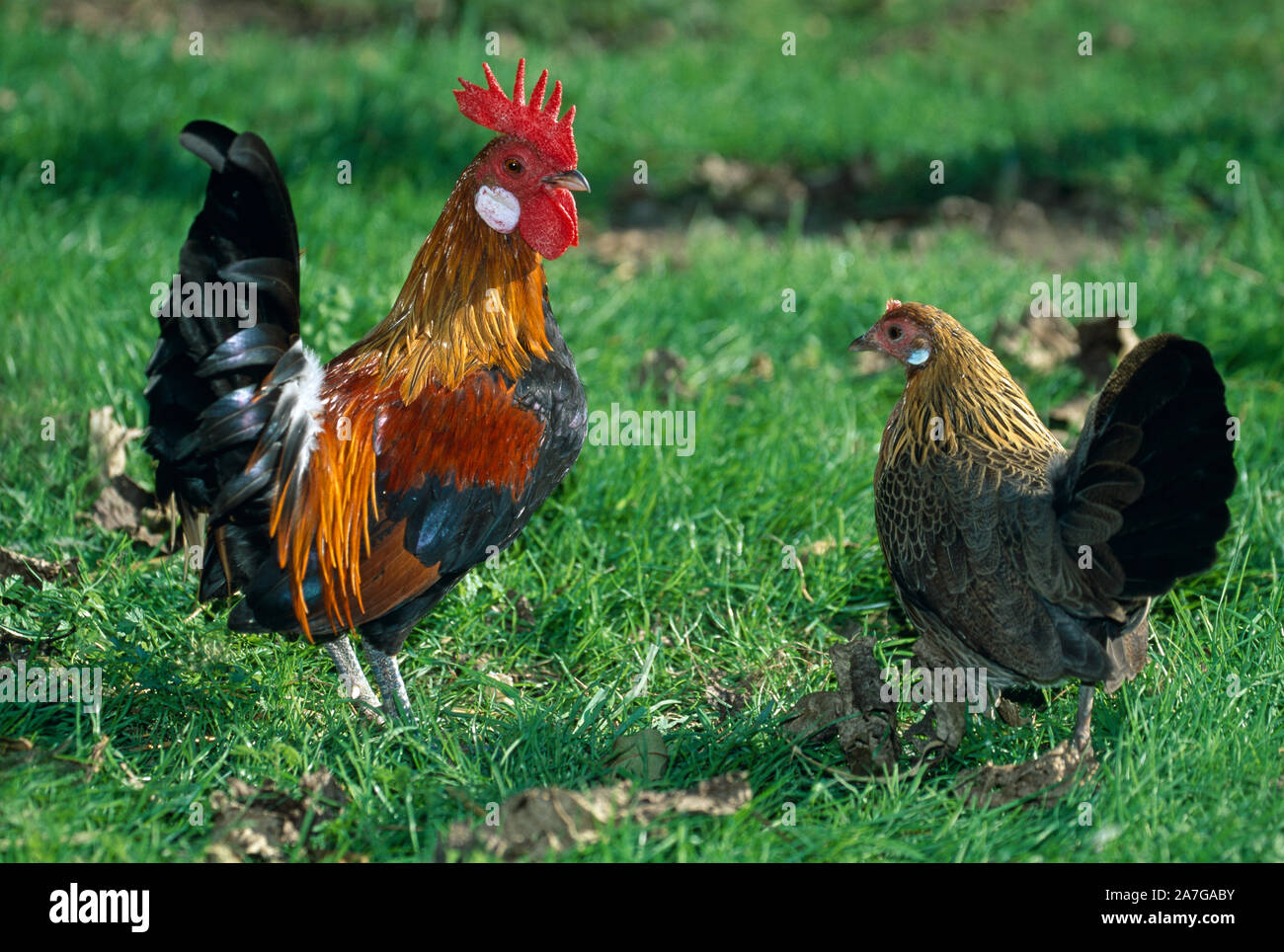 Bantam Variety Chickens at Rachel Molloy blog