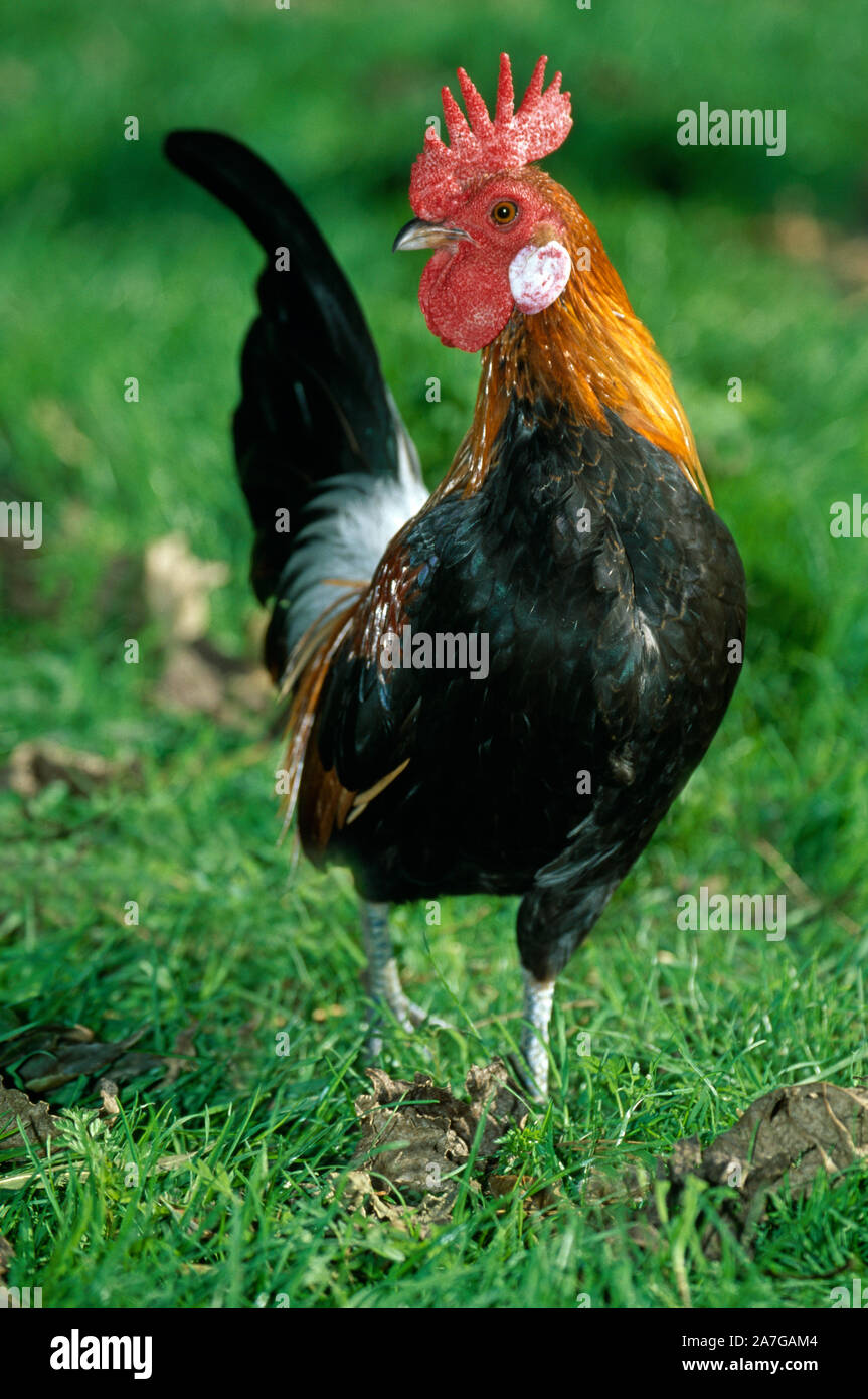GOLD DUTCH BANTAM CHICKEN cockerel Stock Photo - Alamy